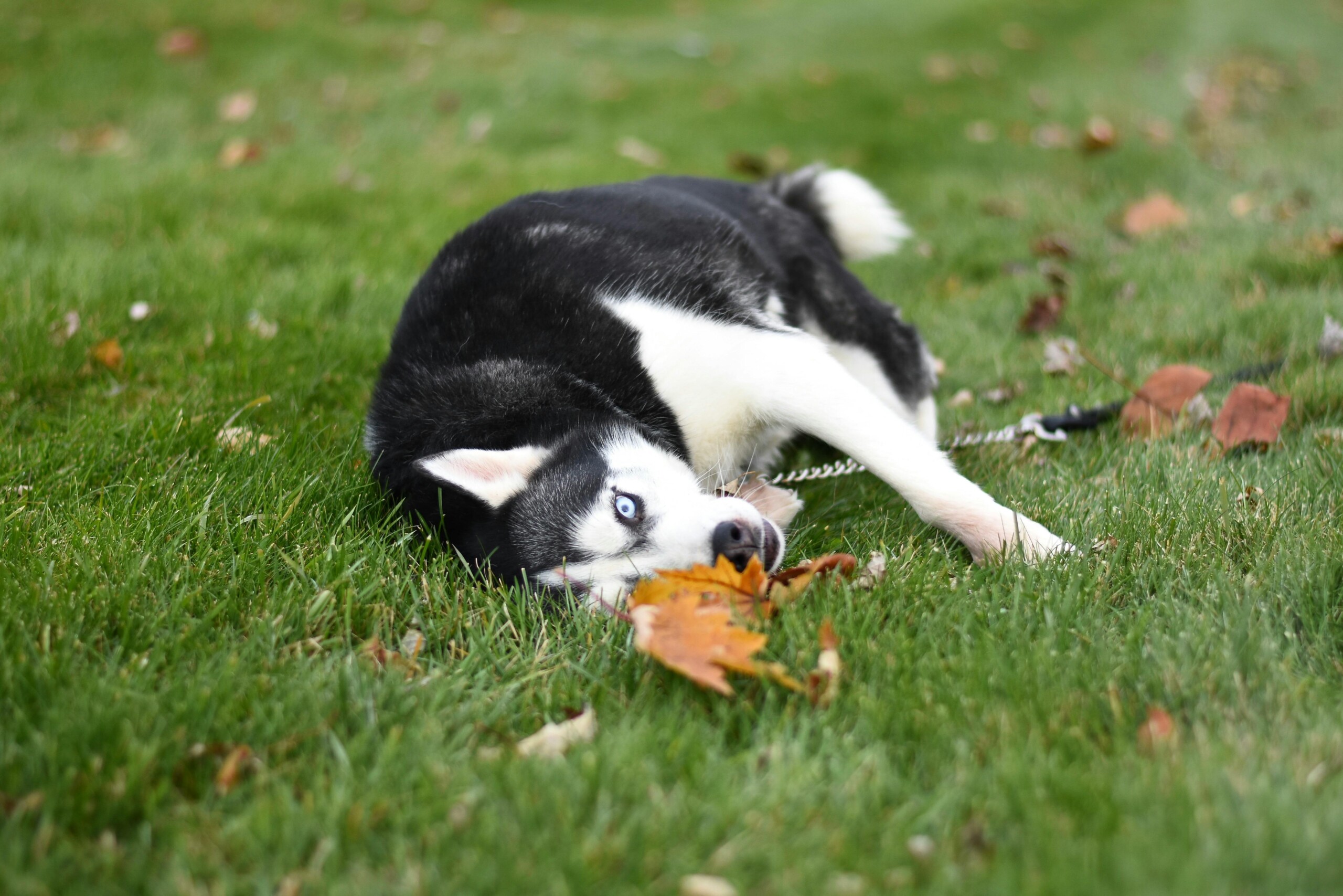 ¿Por qué a los perros les gusta jugar en la caca de otros animales ...